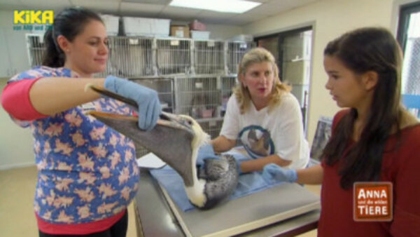 Anna and the wild animals Season 2 Episode 2