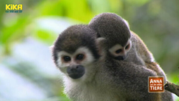 Anna and the wild animals Season 2 Episode 8