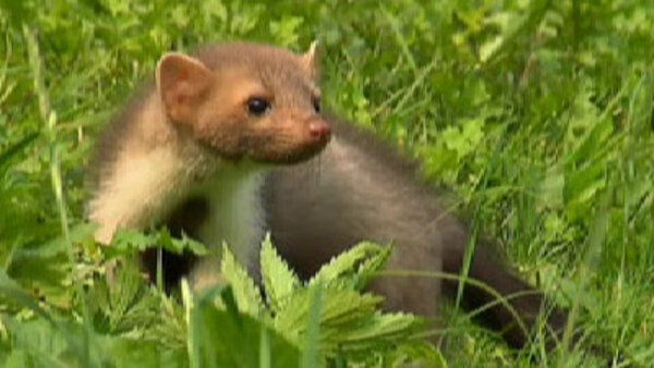 Anna and the wild animals Season 4 Episode 1