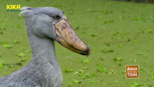 Anna and the wild animals Season 4 Episode 5