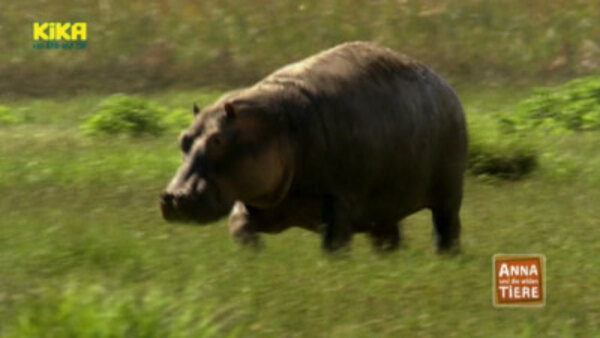 Anna and the wild animals Season 4 Episode 6