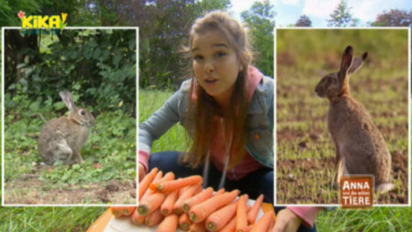 Anna and the wild animals Season 6 Episode 2