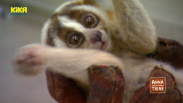 Anna and the wild animals Season 6 Episode 8