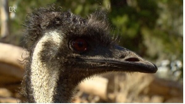 Anna and the wild animals Season 10 Episode 1