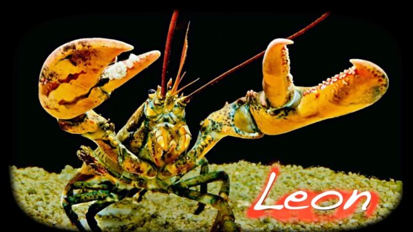 leon the lobster Season 1 Episode 1