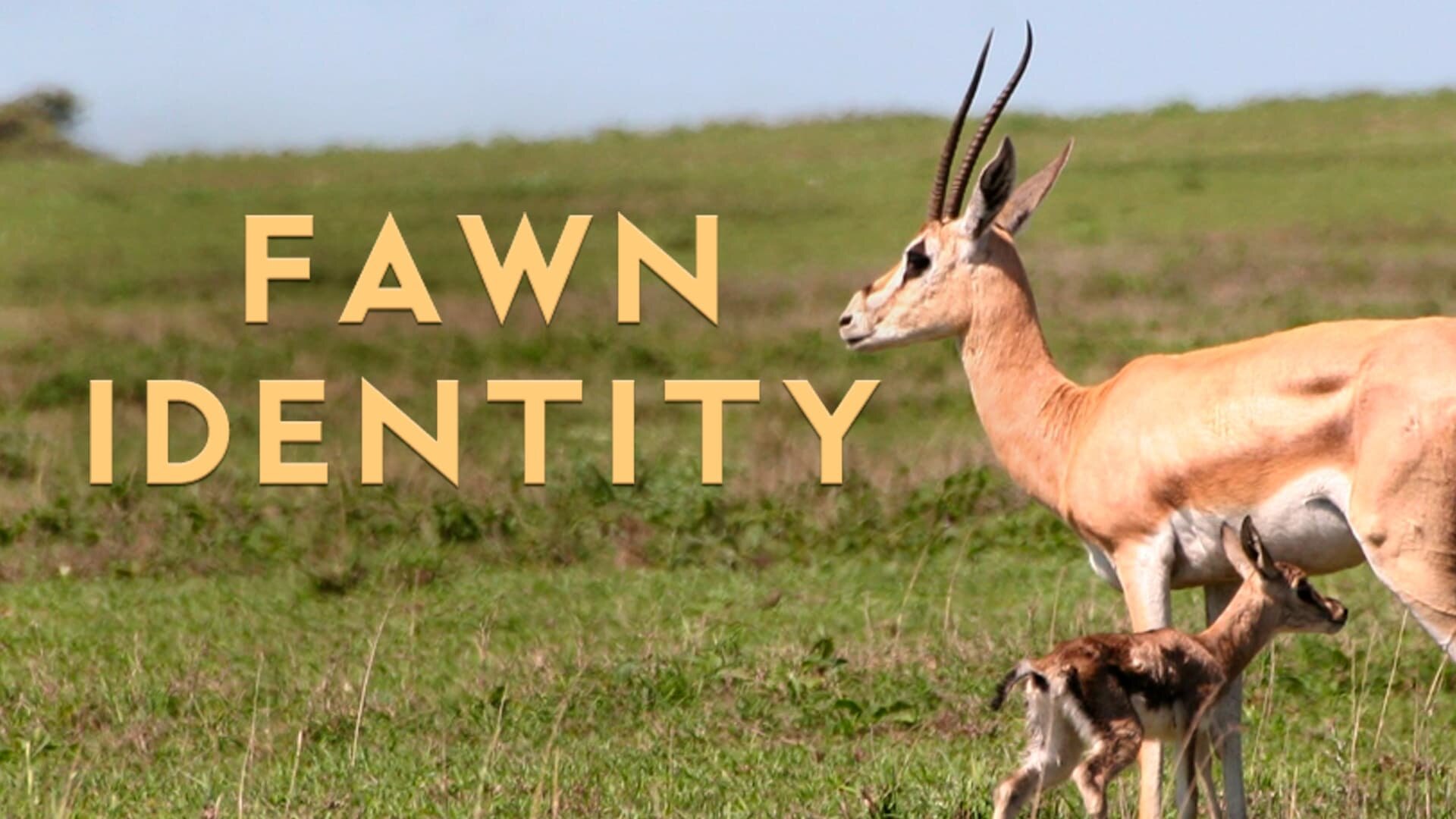 Fawn Identity countdown - how many days until theater release