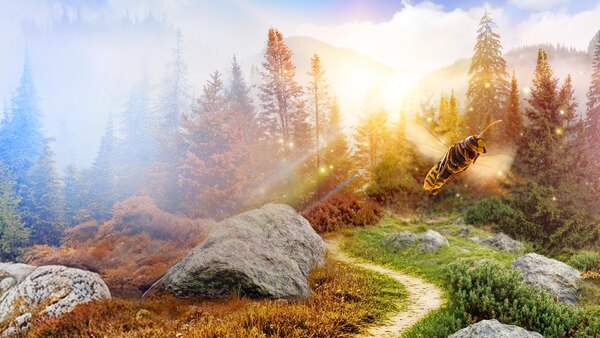 Inside the Enchanted Forests Season 1 Episode 1