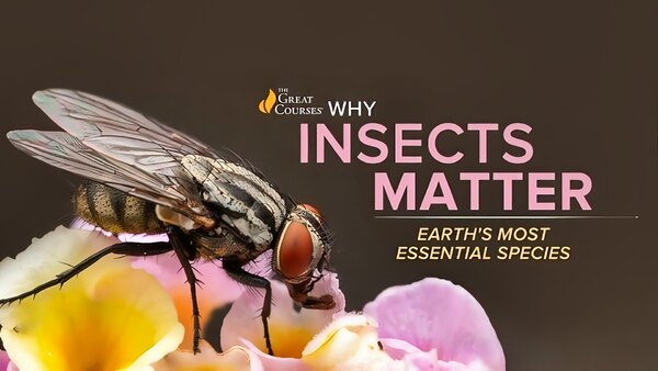 Why Insects Matter: Earth’s Most Essential Species Season 1 Episode 4