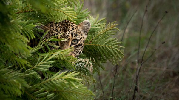 A Game of Leopard Thrones Season 1 Episode 1