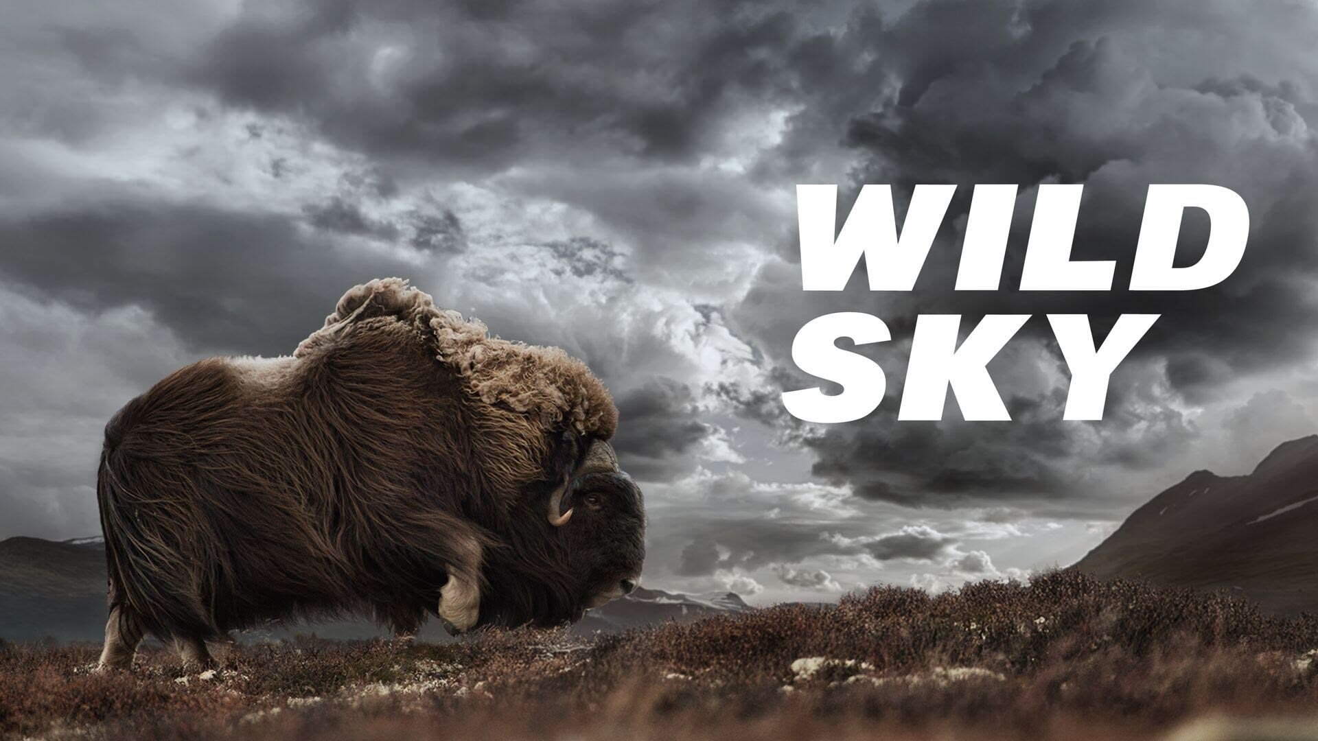 Wild Sky countdown - how many days until the next episode