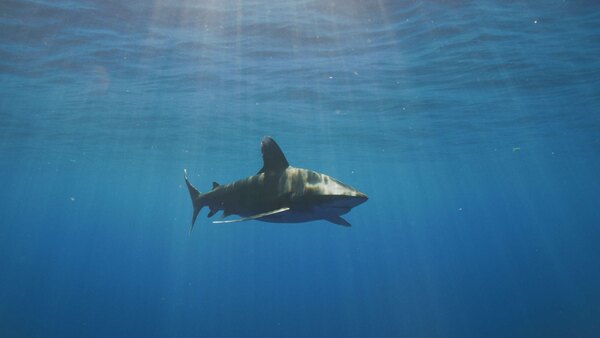 Investigation Shark Attack Season 1 Episode 1