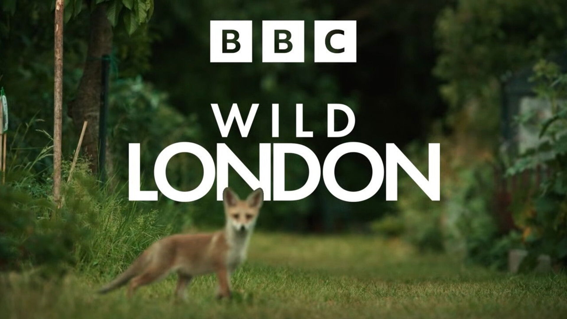 Wild London countdown - how many days until theater release