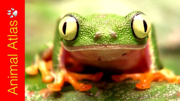 Animal Atlas Season 2 Episode 6