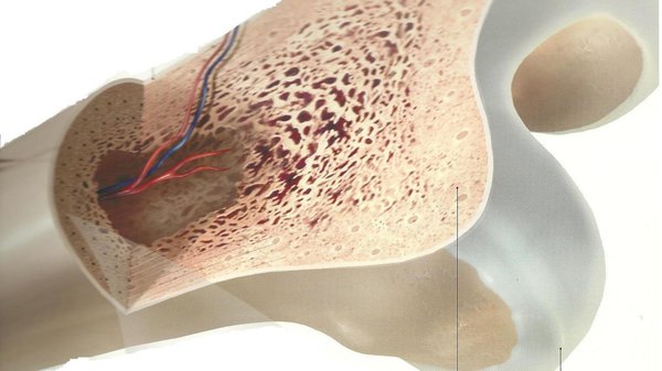 Body Story (TV Series 1998 - 2001)