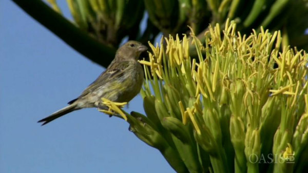 Canary Islands: Biodiversity Redoubts Season 1 Episode 1