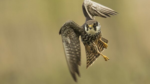 Springwatch Season 3 Episode 1