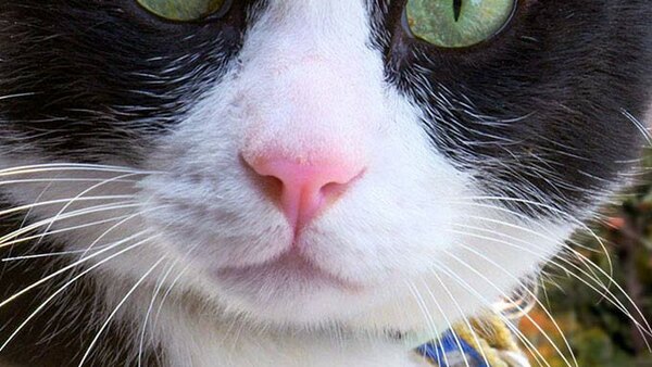 A Cat's-Eye View of Japan Season 2 Episode 21