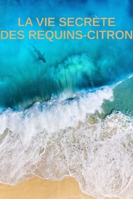 La vie secrète des requins citron (2021)