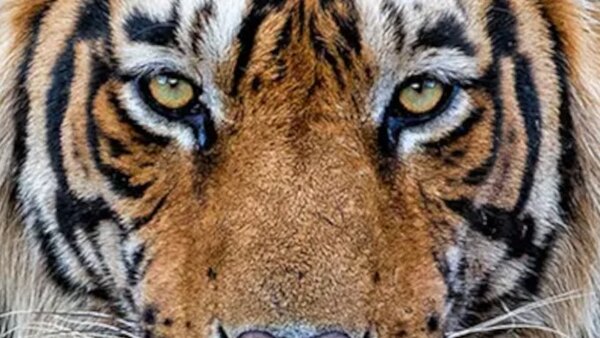 Predator Pets Season 1 Episode 1