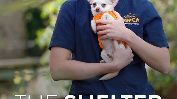 The Shelter: Animal SOS Season 2 Episode 1