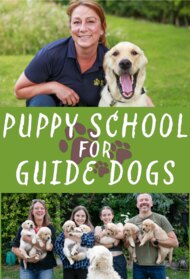 Puppy School for Guide Dogs (TV Series 2023 - Now)