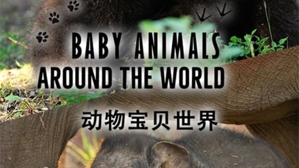 Baby Animals Around the World Season 2 Episode 2
