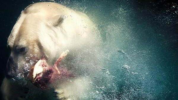 Predator Countdown Season 1 Episode 1