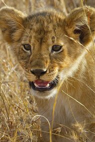 Serengeti (TV Series 2023 - Now)