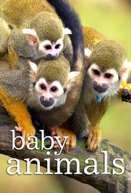 Baby Animals (TV Series 2015 - 2018)