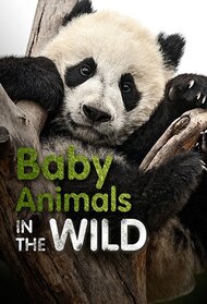 Baby Animals in the Wild (TV Series 2016)